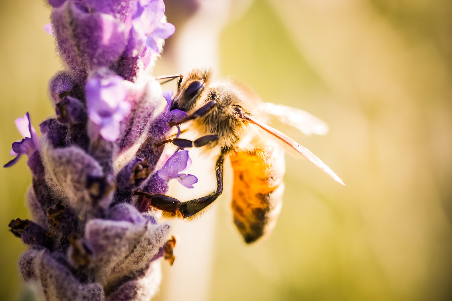 Photo Gallery - Bowral Bee Keeping