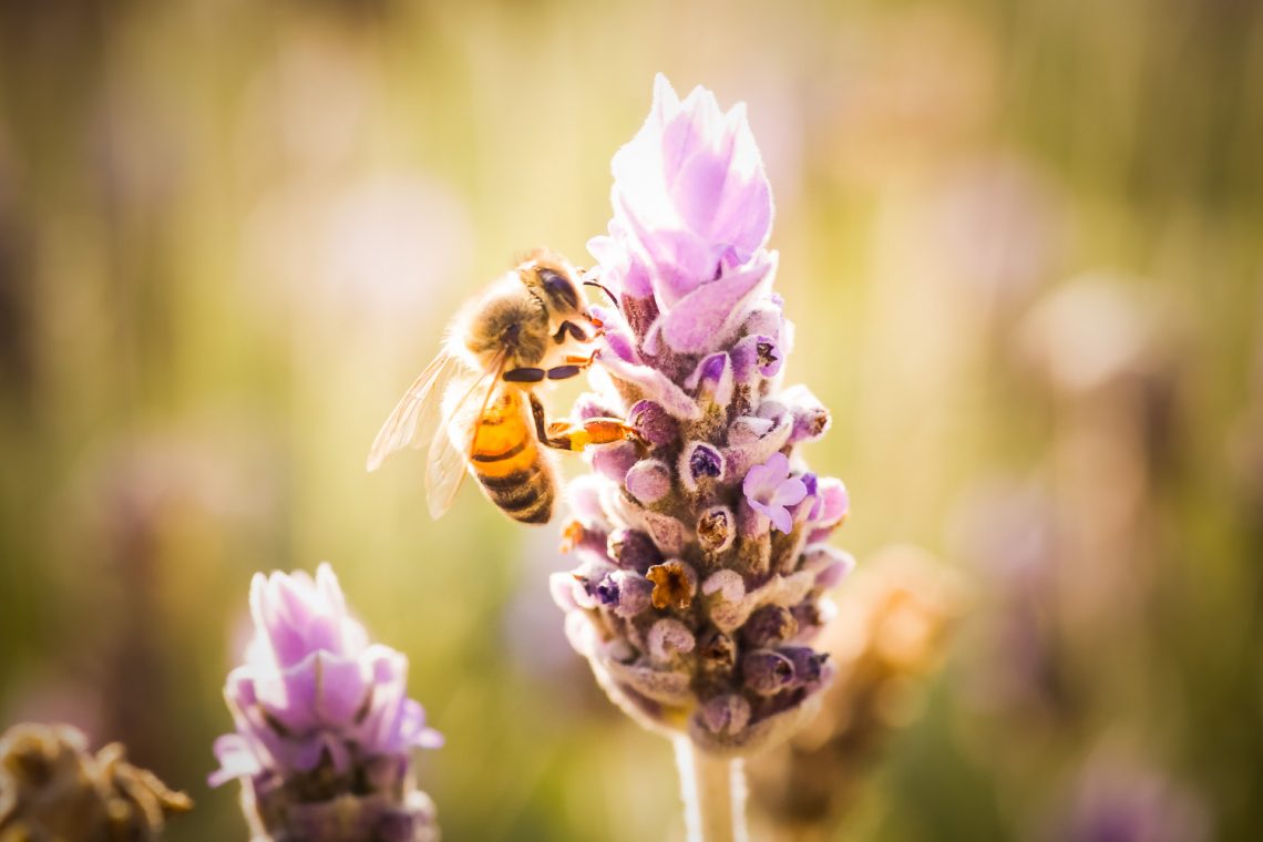 Photo Gallery - Bowral Bee Keeping