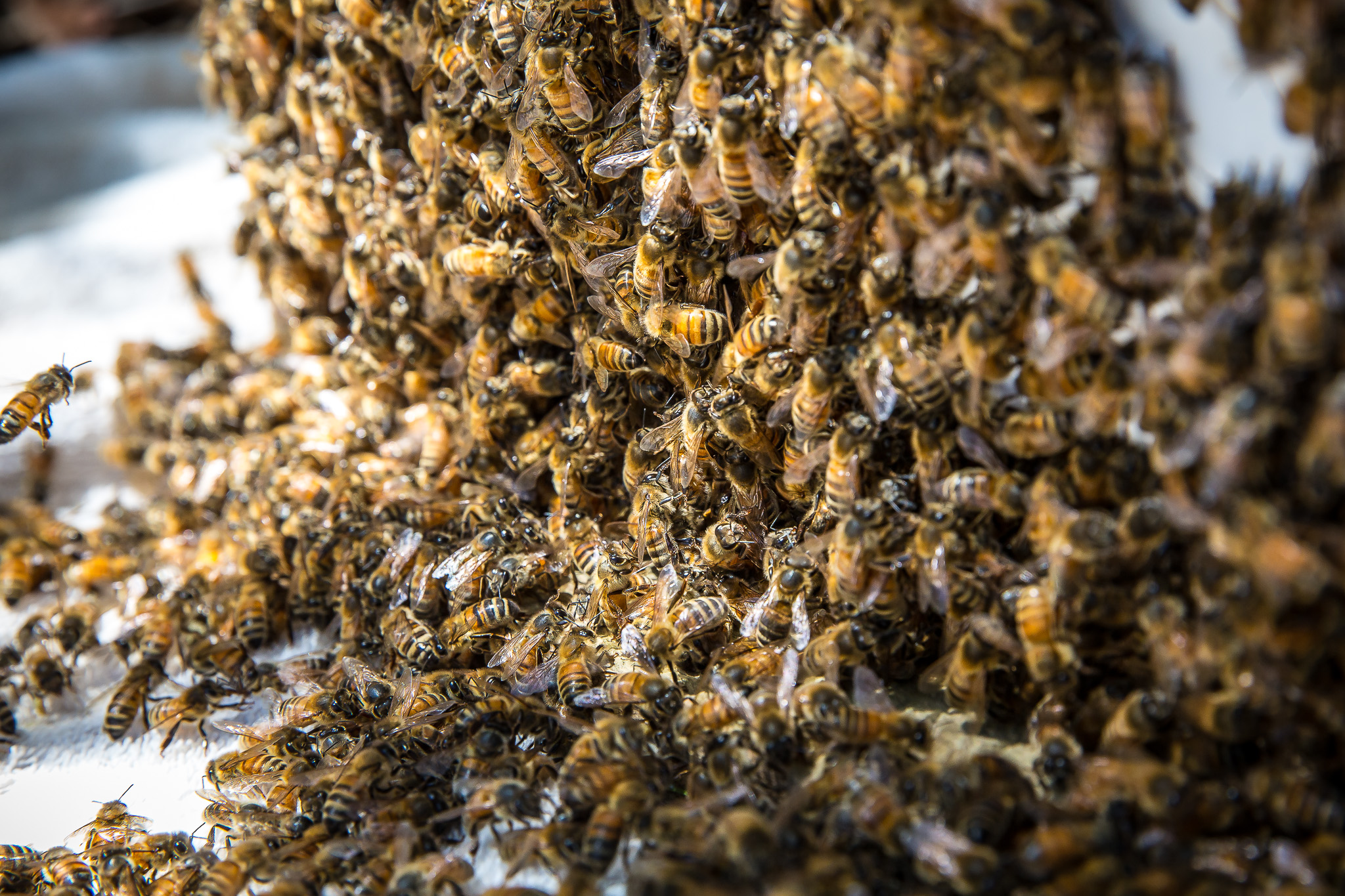Photo Gallery - Bowral Bee Keeping