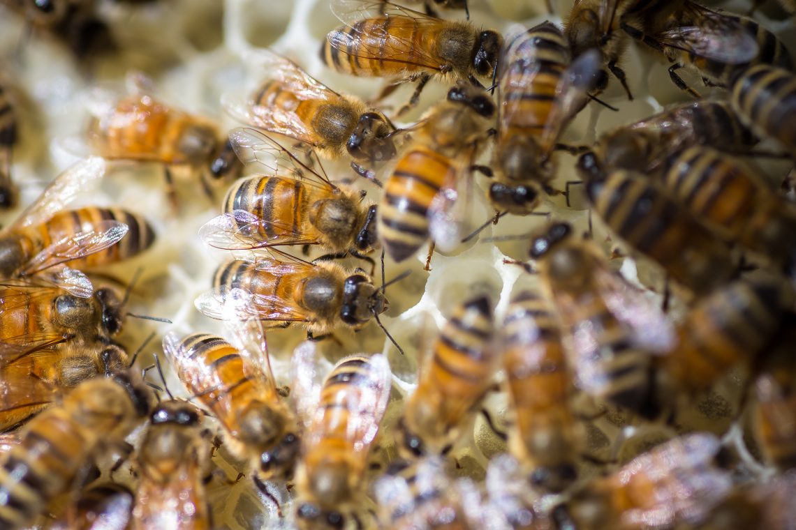 Photo Gallery - Bowral Bee Keeping
