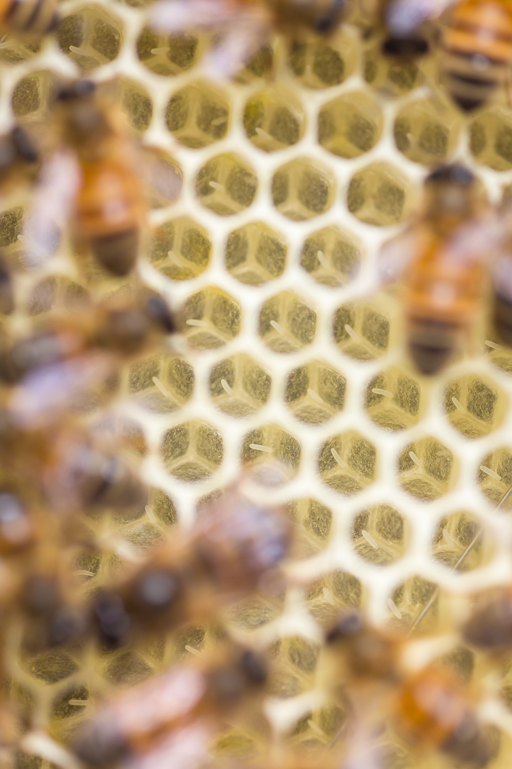 Photo Gallery - Bowral Bee Keeping