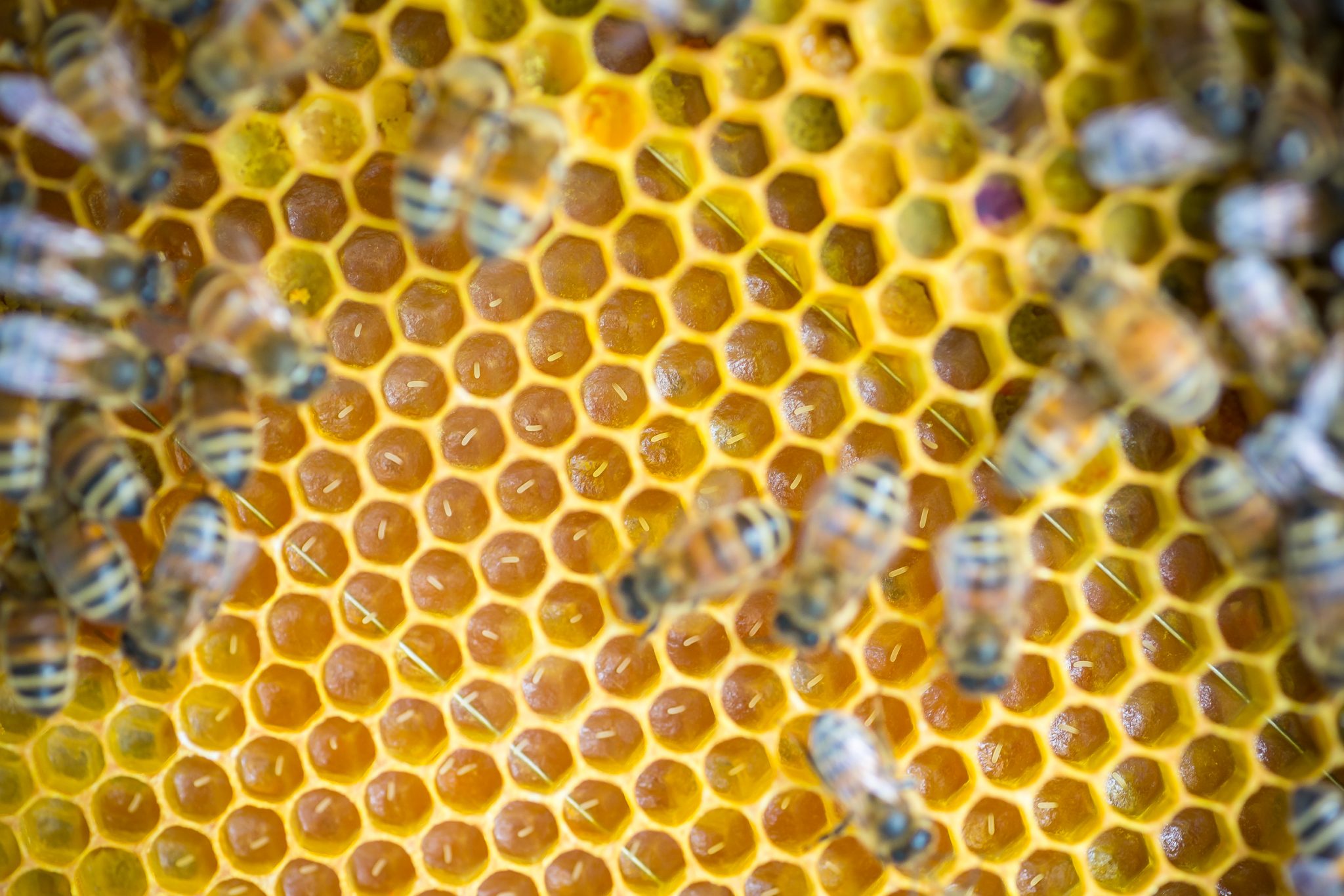 Photo Gallery - Bowral Bee Keeping
