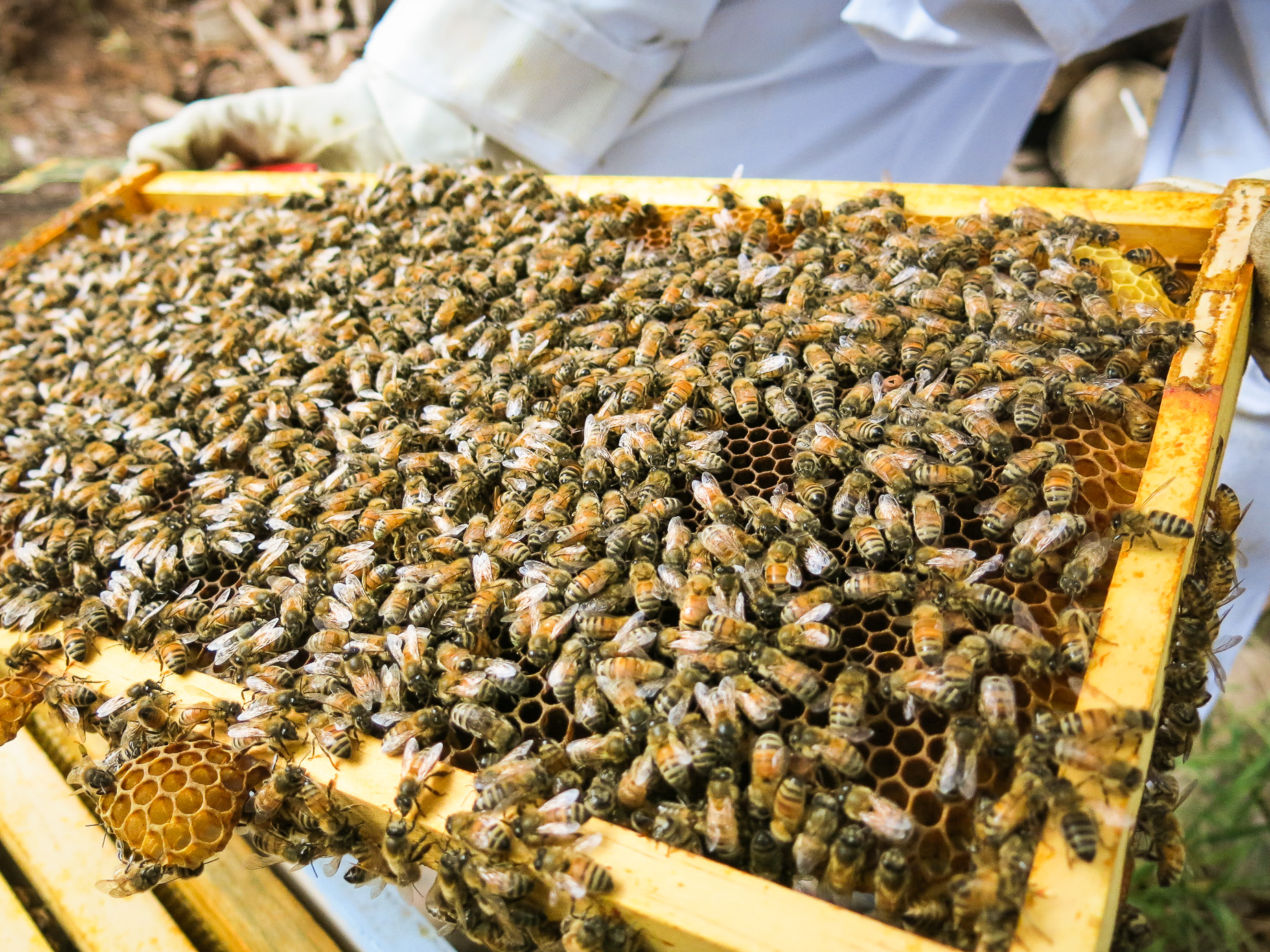 Photo Gallery - Bowral Bee Keeping