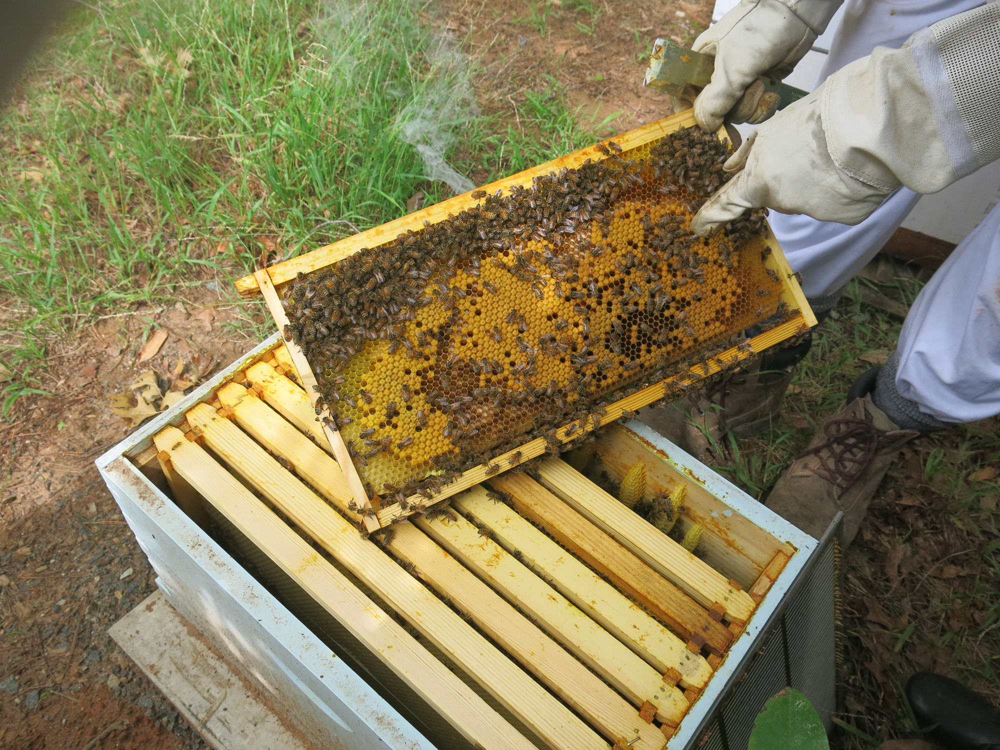 Photo Gallery - Bowral Bee Keeping